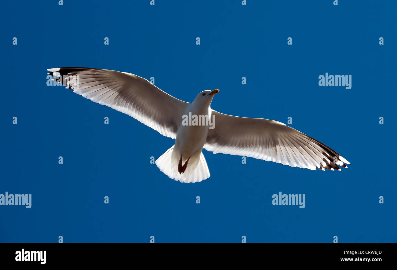 seagull in flight Stock Photo - Alamy