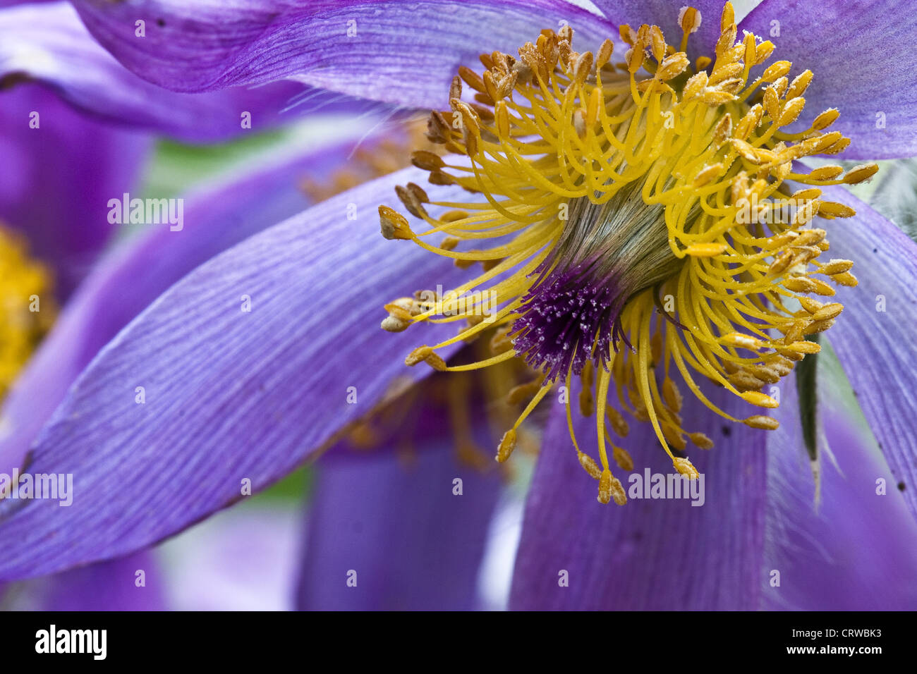 UK Pasque Flower (pulsatilla vulgaris Stock Photo - Alamy