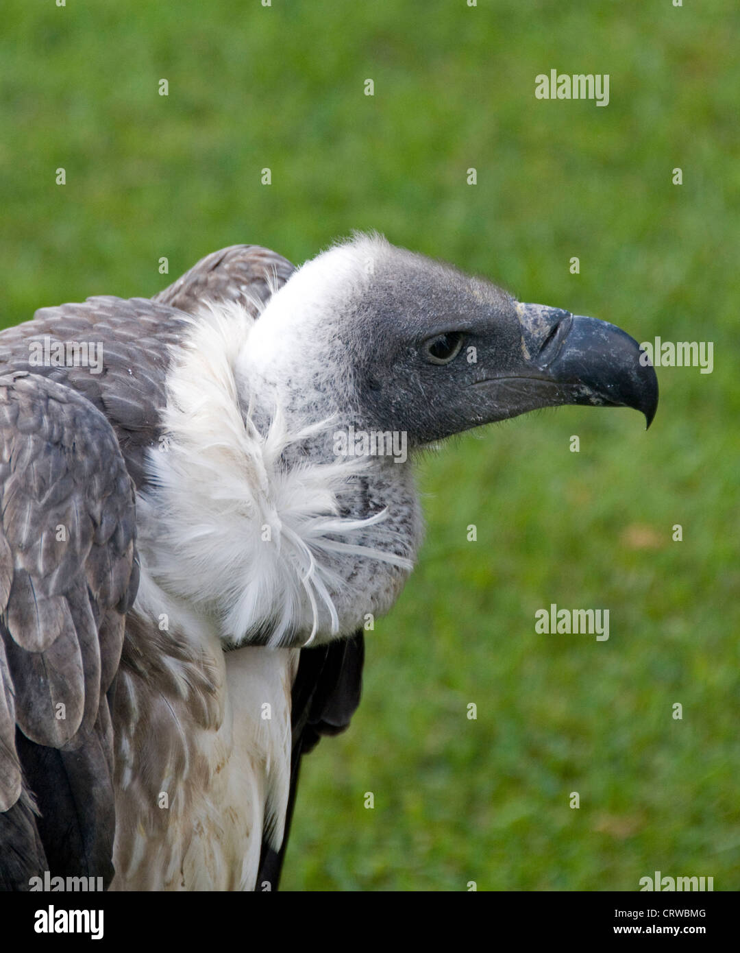 Facial skin on bird hi-res stock photography and images - Alamy