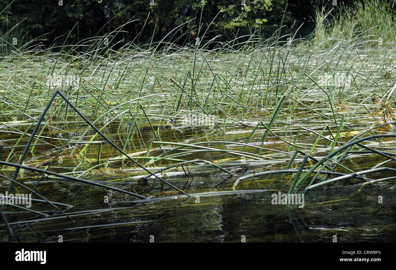 reed in a flow river Stock Photo - Alamy