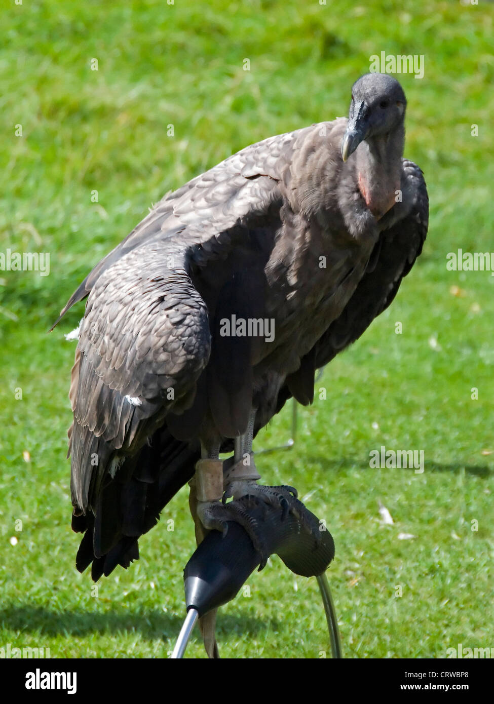 Wild scavenger bird hi-res stock photography and images - Alamy