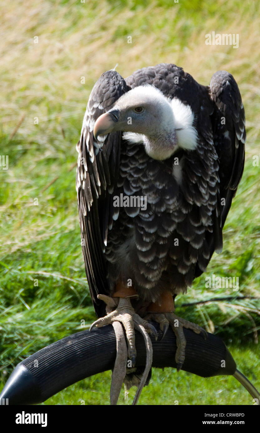 Facial skin on bird hi-res stock photography and images - Alamy