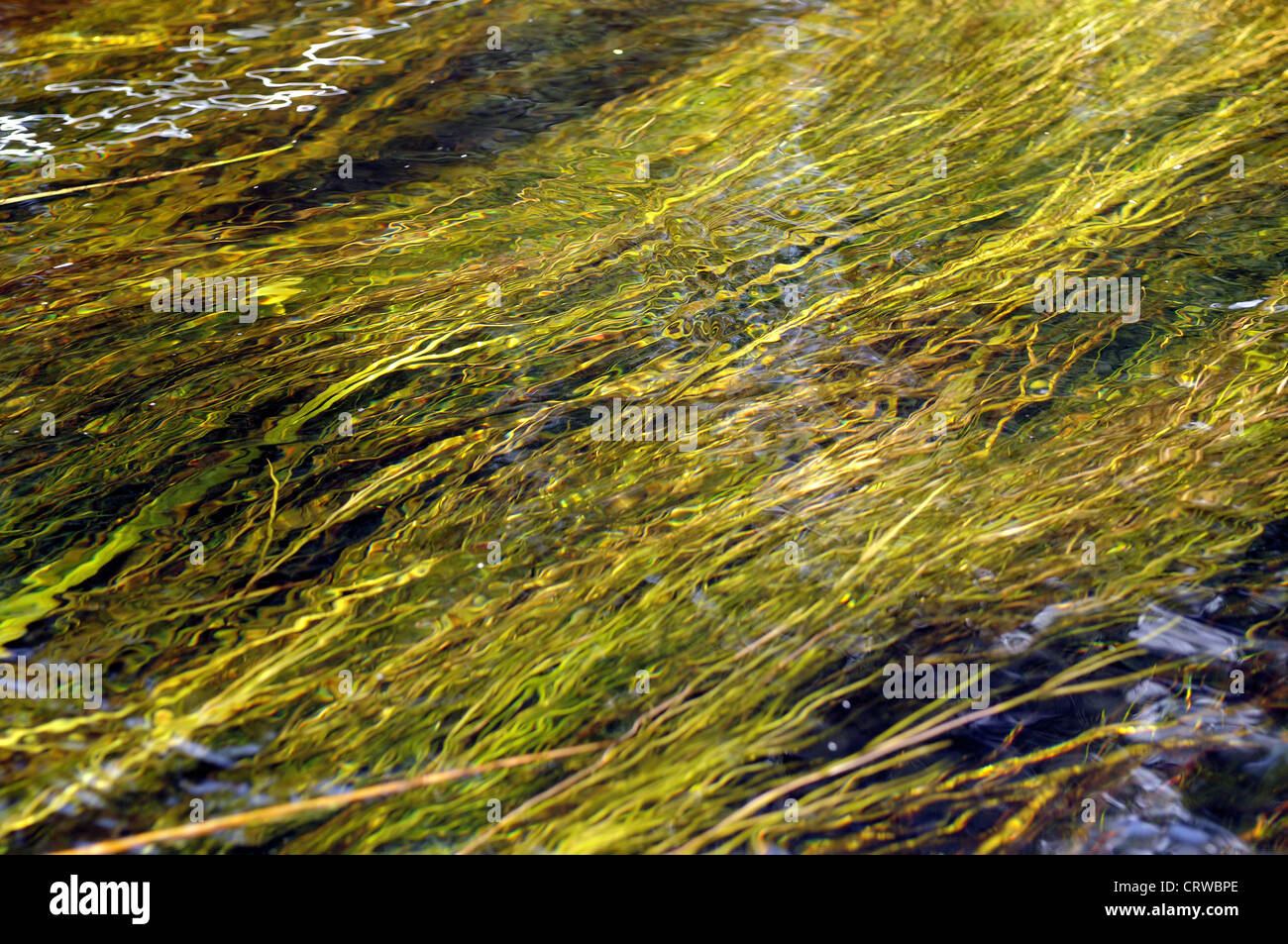 plants in a flow river Stock Photo - Alamy