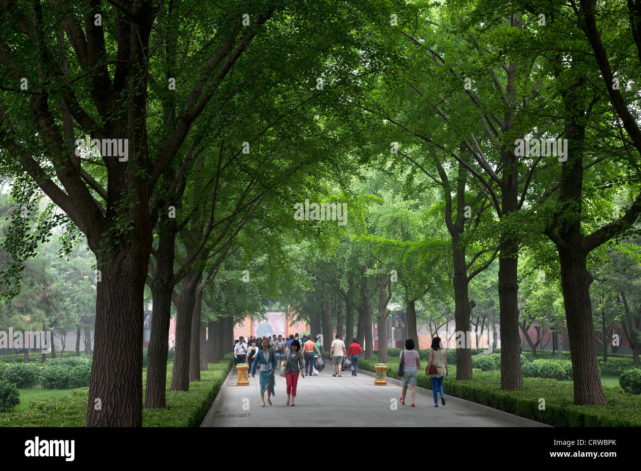 Tree lined with Ginko trees, the entrance avenue at Yonghe Temple ...