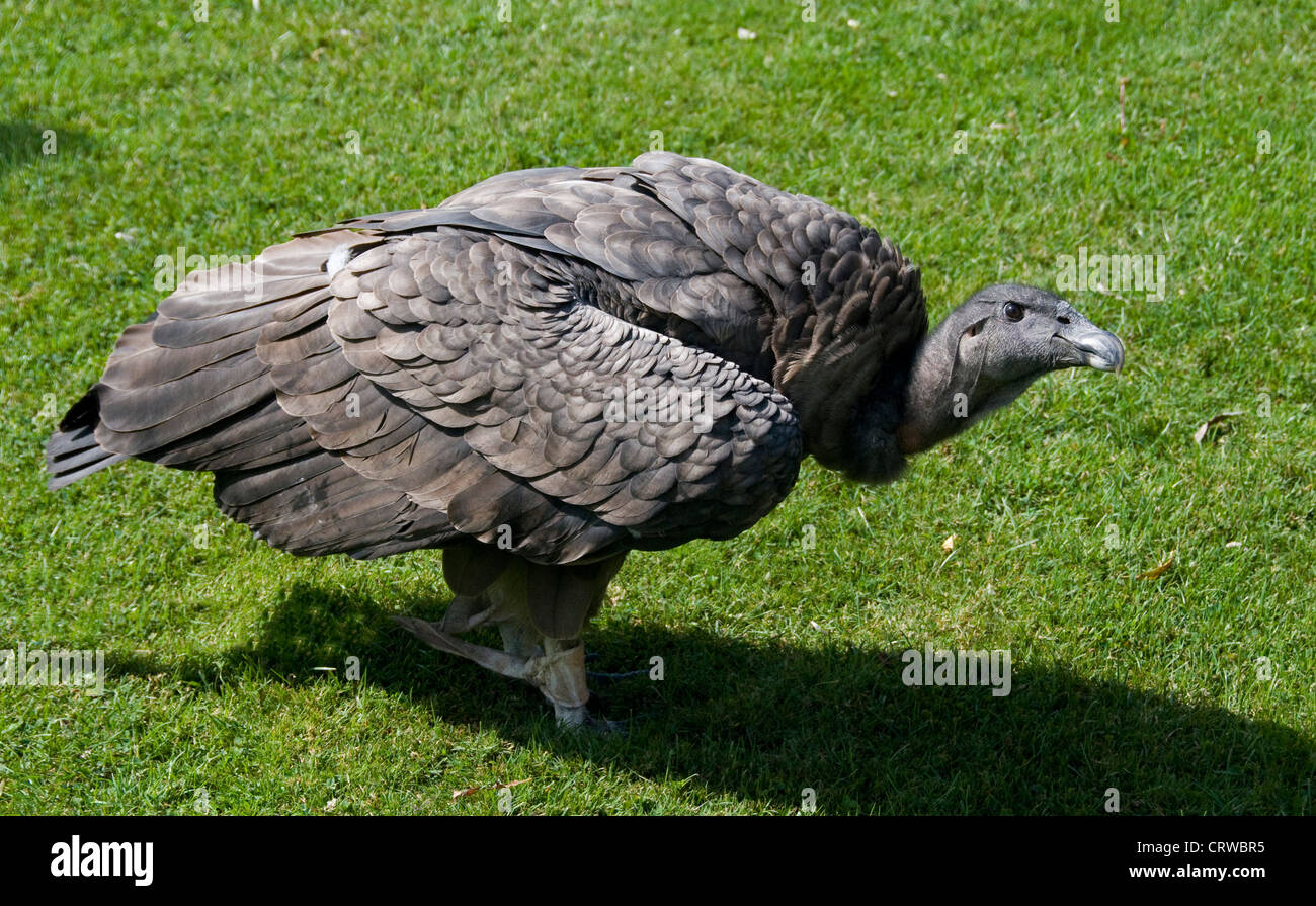 condor sitting on a wild bird show Stock Photo - Alamy