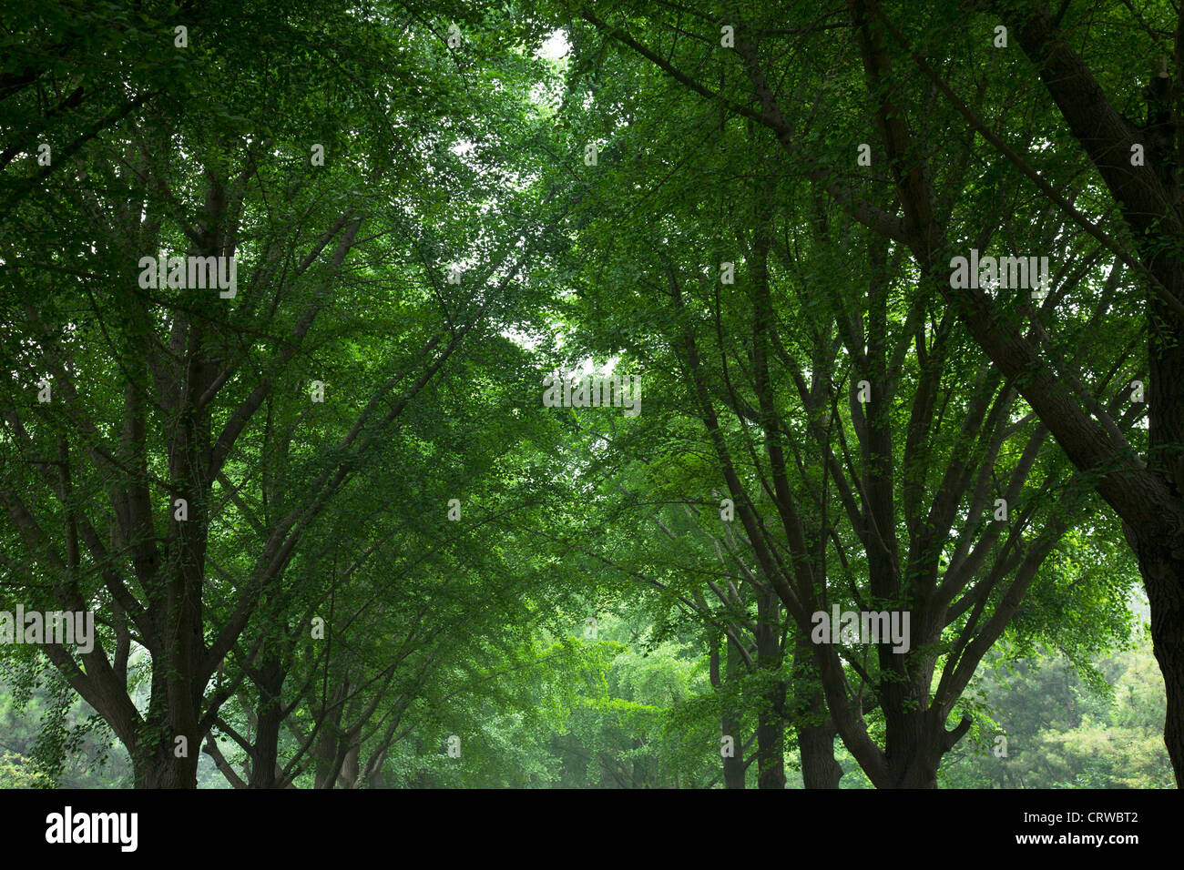 Tree lined with Ginko trees, the entrance avenue at Yonghe Temple ...