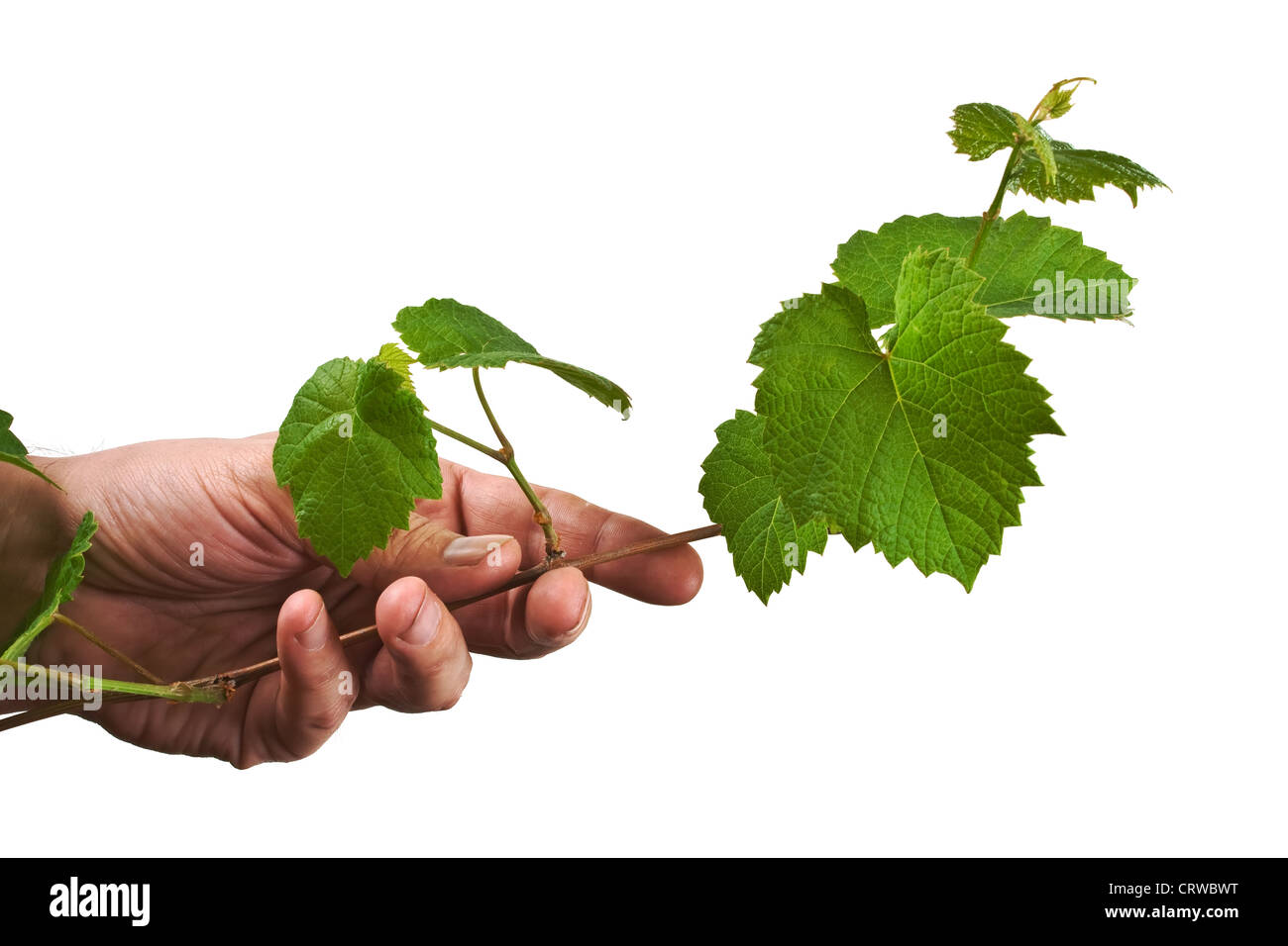 hand holding a green twig vine Stock Photo - Alamy