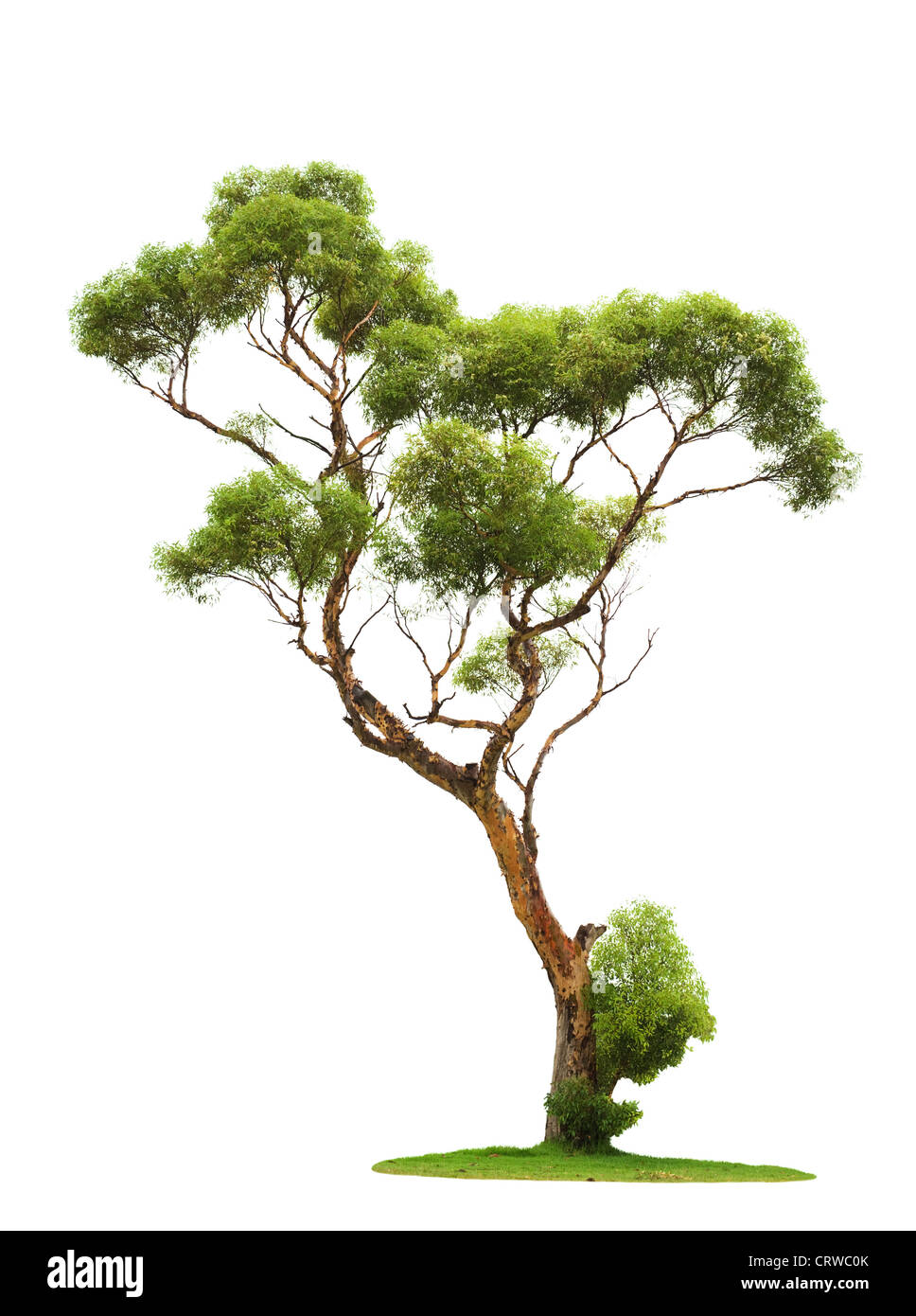 Short tree tall tree hi-res stock photography and images - Alamy