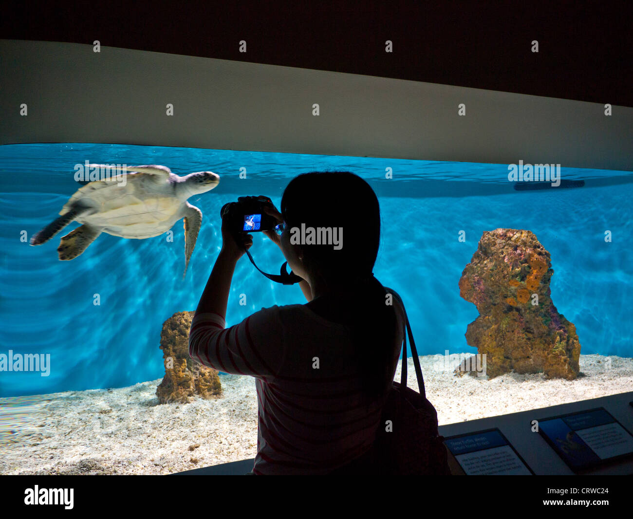GREEN SEA TURTLE AQUARIUM MONTEREY BAY Visitor taking image of ...