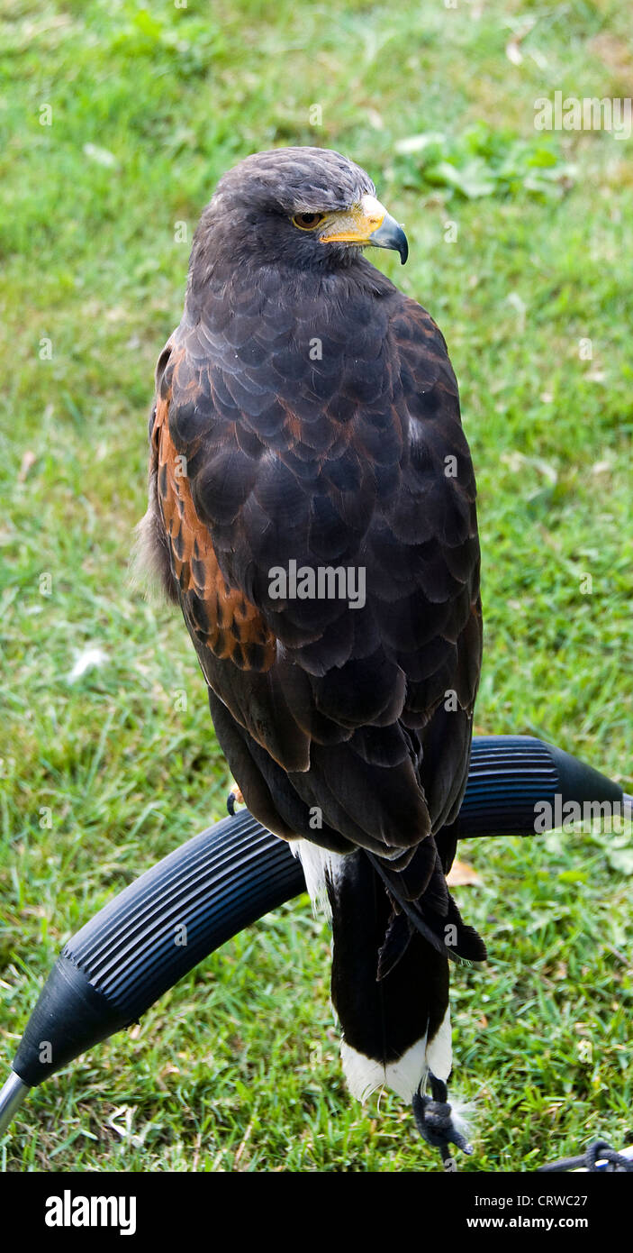 Buzzard beak hi-res stock photography and images - Alamy
