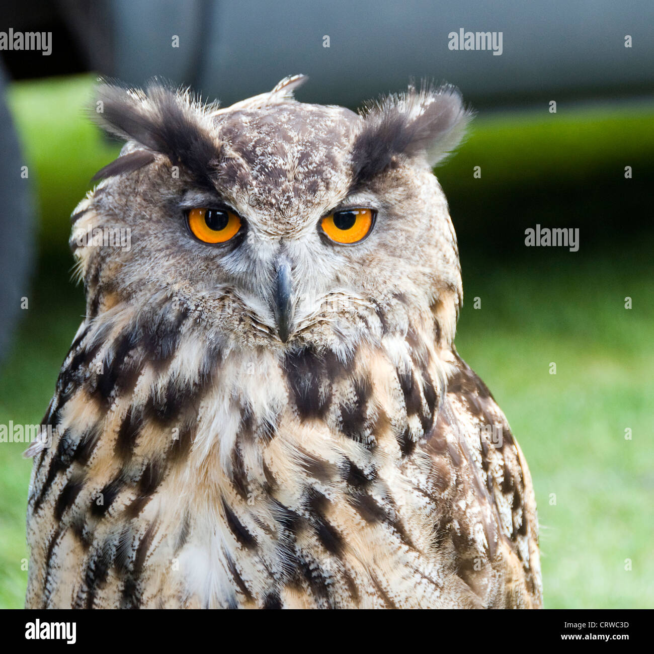 owl on a bird show Stock Photo - Alamy