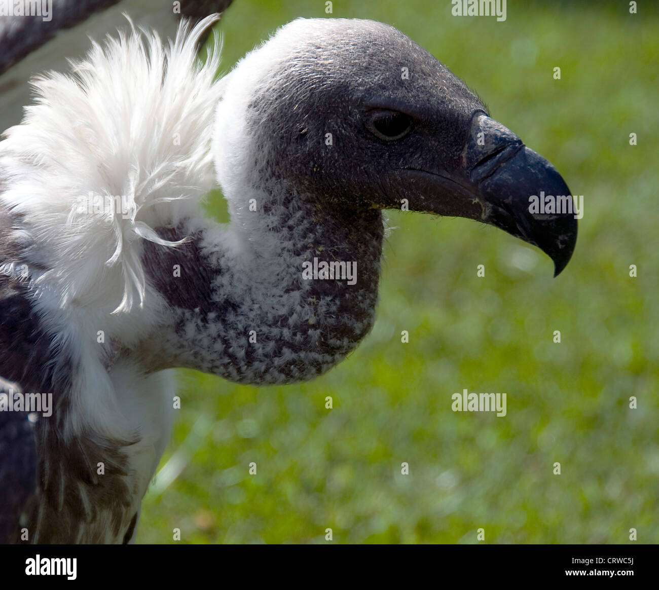 Facial skin on bird hi-res stock photography and images - Alamy