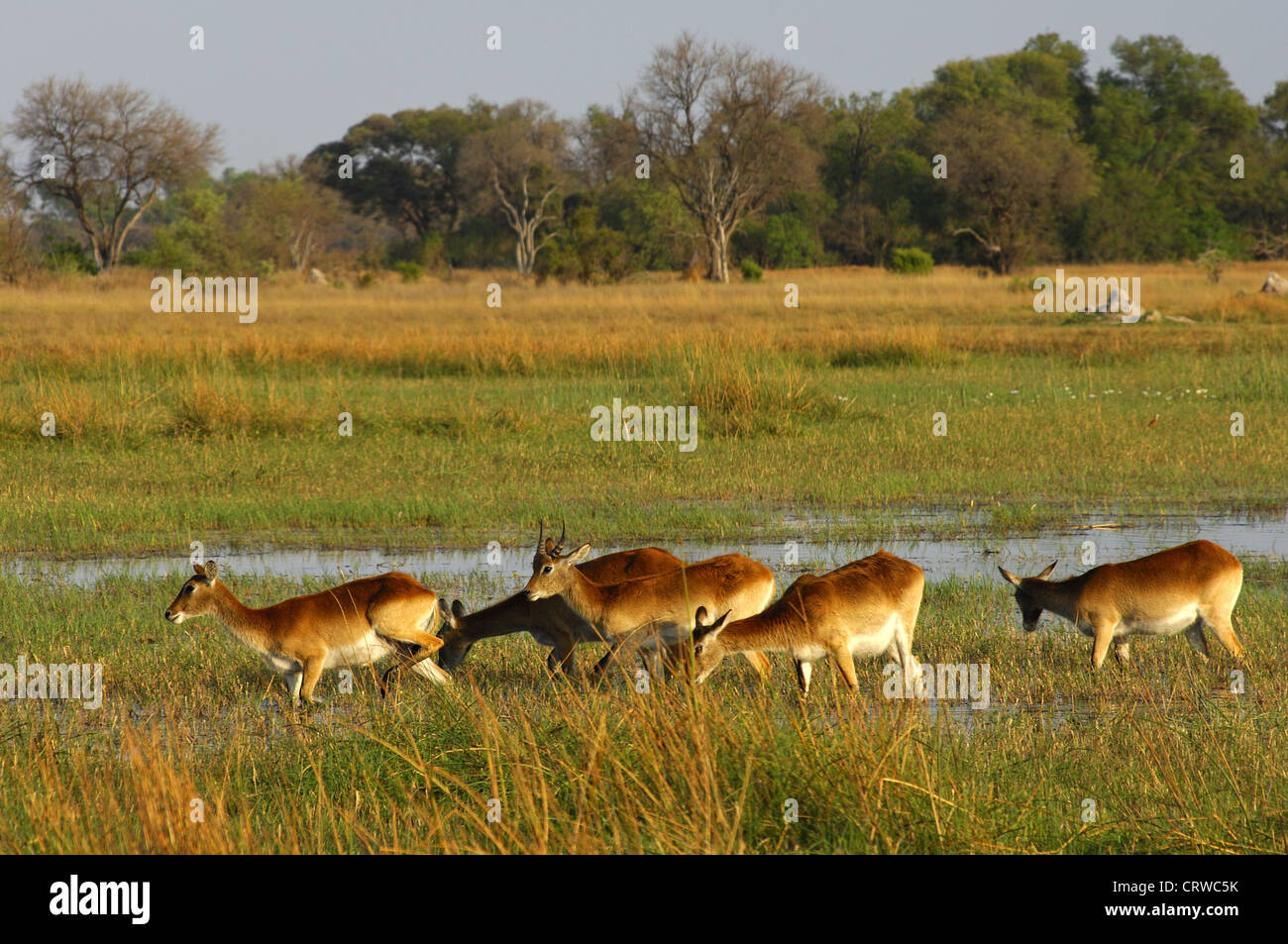 A herd of Southern Lechwes Stock Photo - Alamy