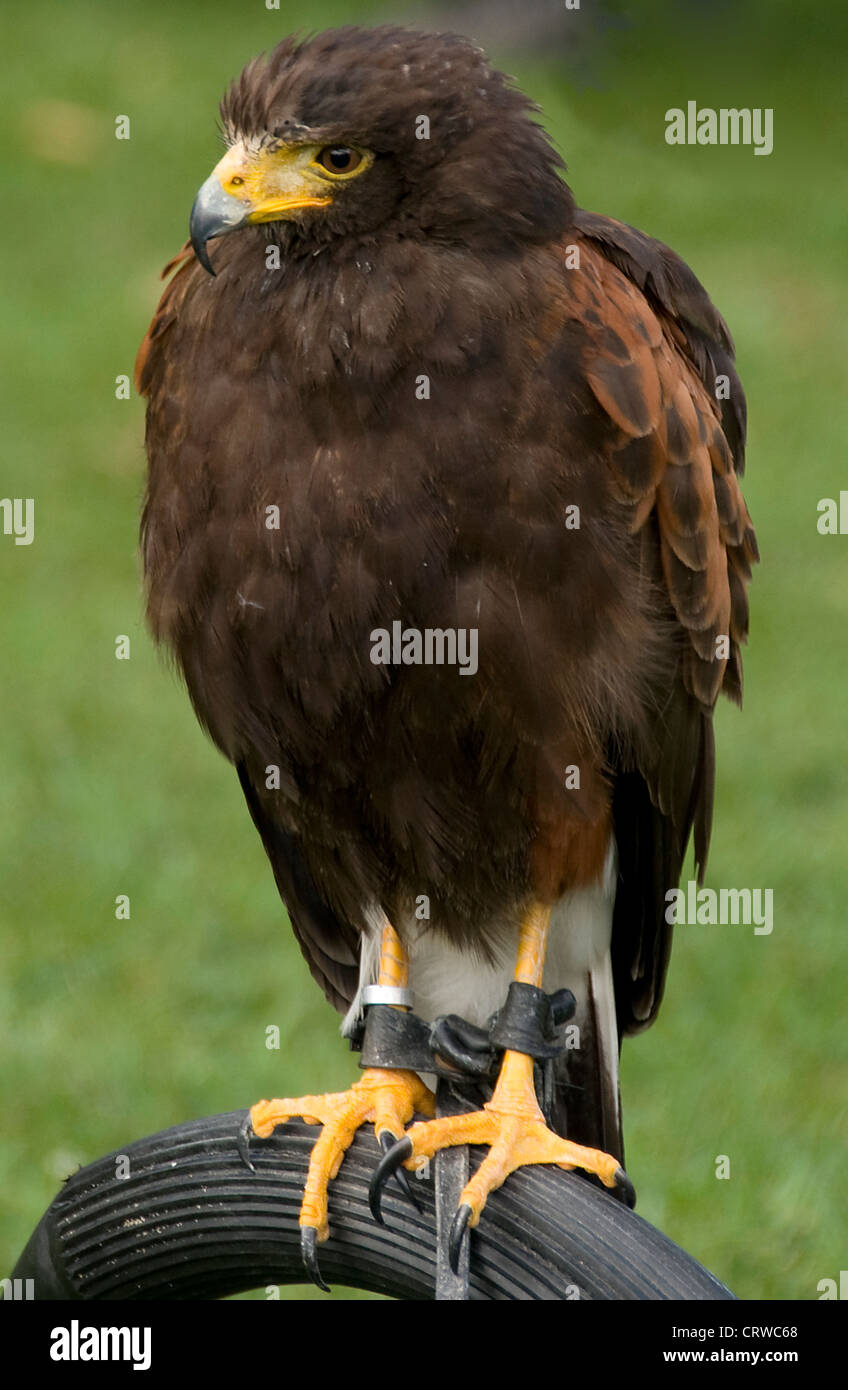 Zoo show birds hi-res stock photography and images - Alamy