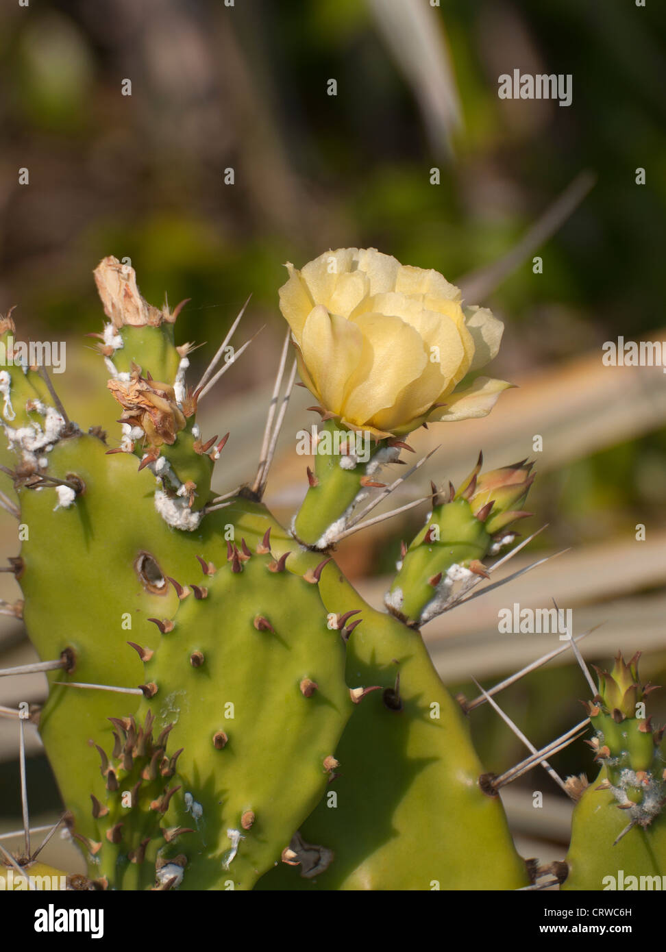 Prickly Pear cactus Opuntia stricta at Playalinda Beach along Florida's ...