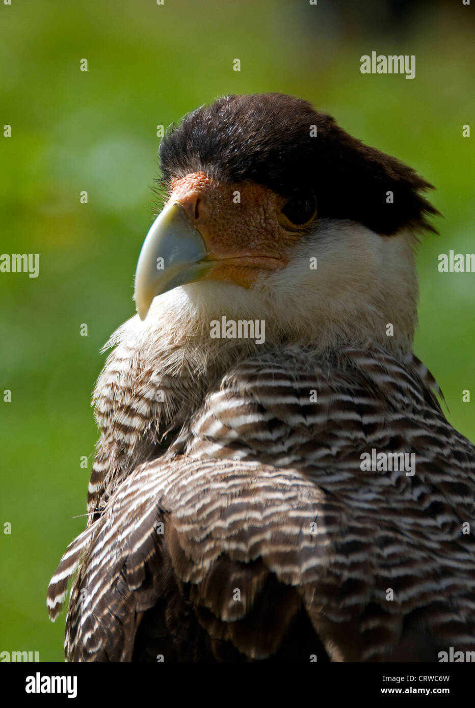 Karaka hi-res stock photography and images - Alamy