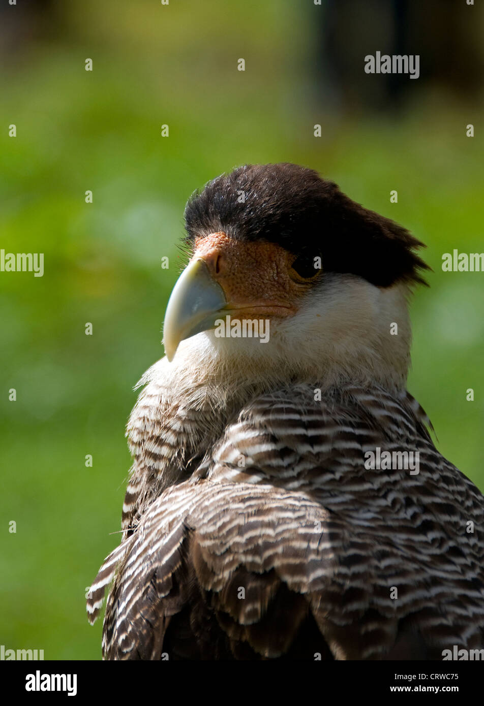 Karaka hi-res stock photography and images - Alamy