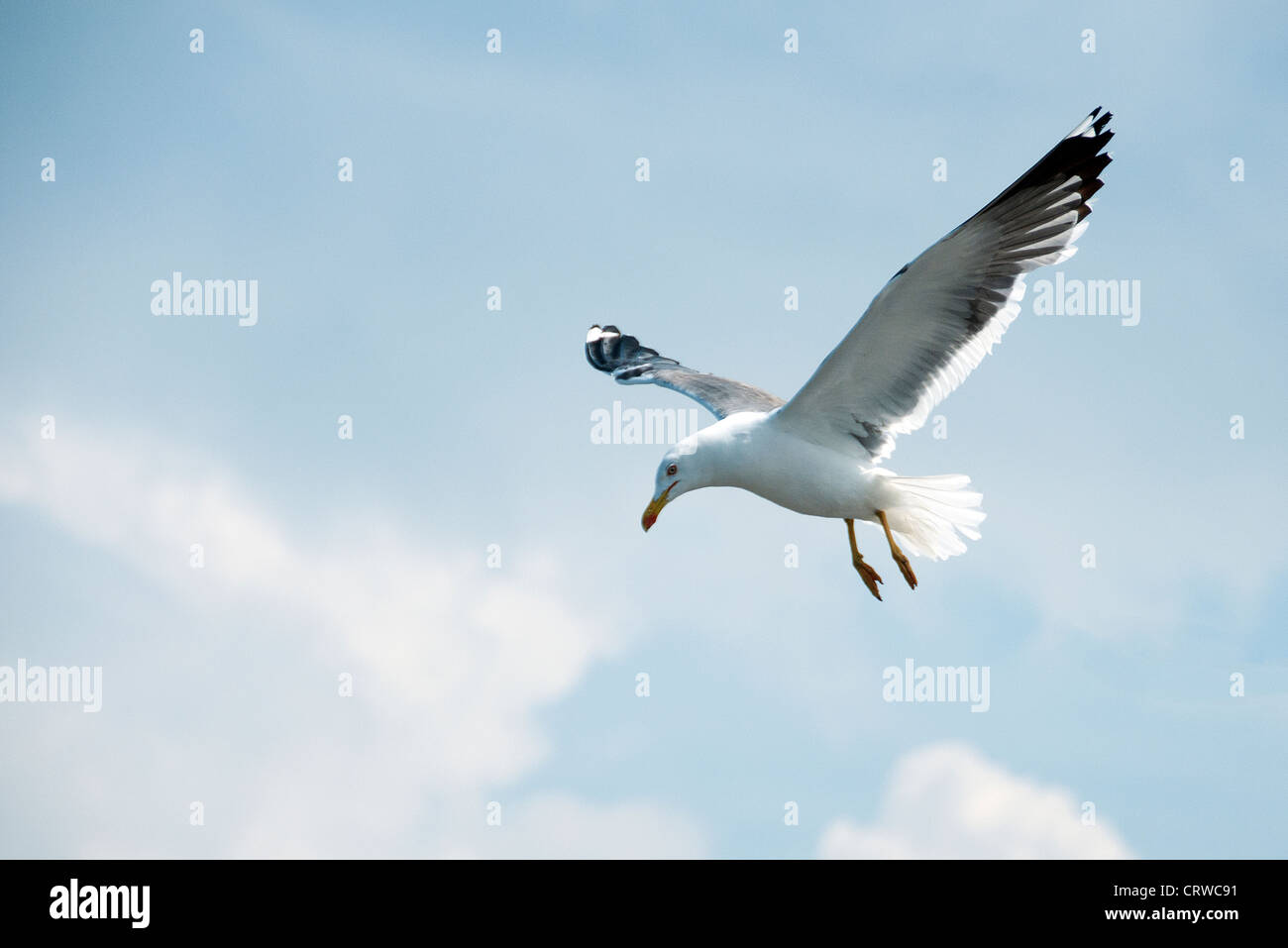 seagull in flight Stock Photo - Alamy
