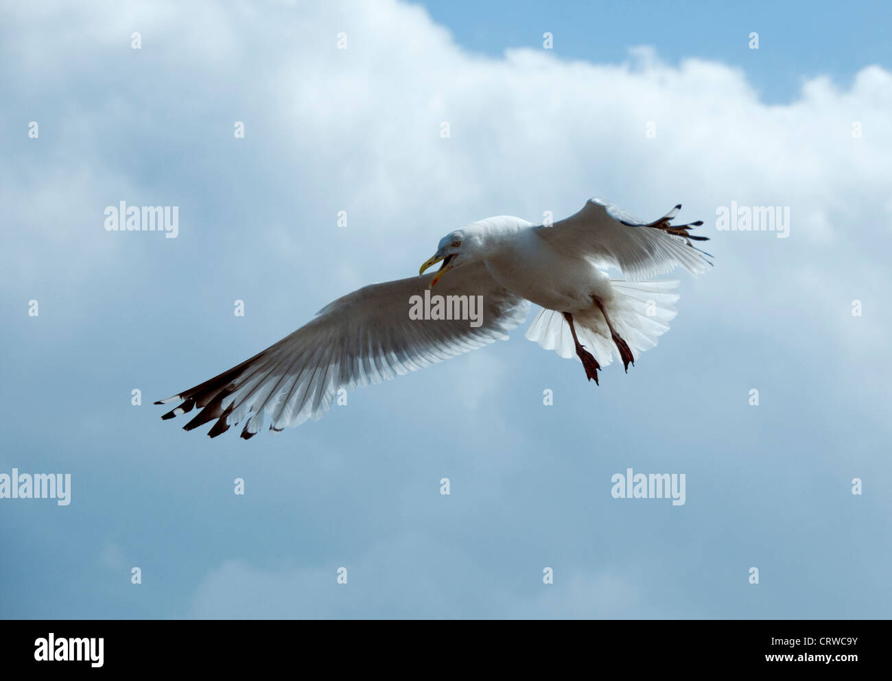 seagull in flight Stock Photo - Alamy