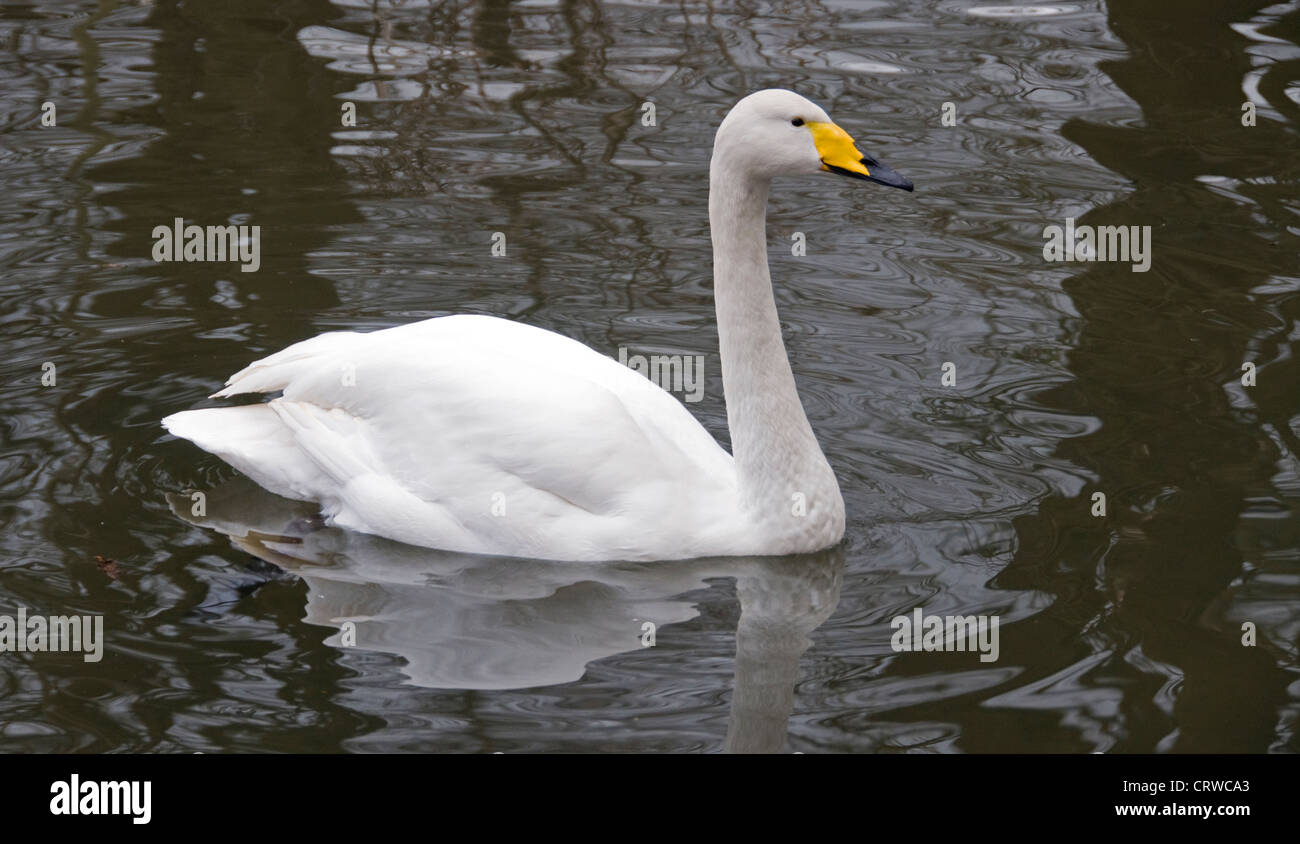 Swan nose hi-res stock photography and images - Alamy