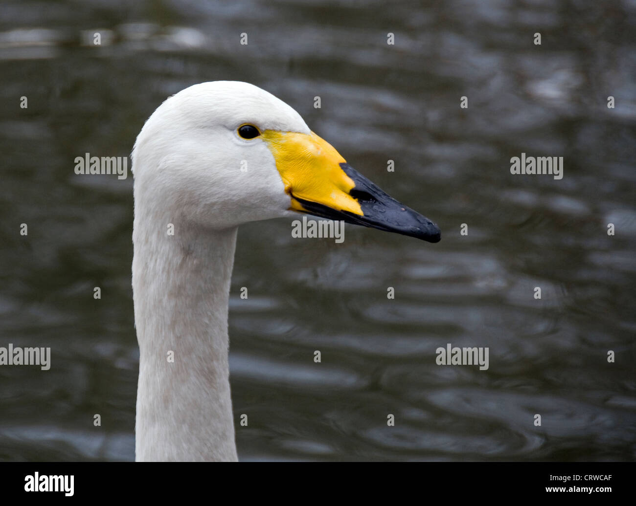 bewick swan with a yellow nose Stock Photo - Alamy