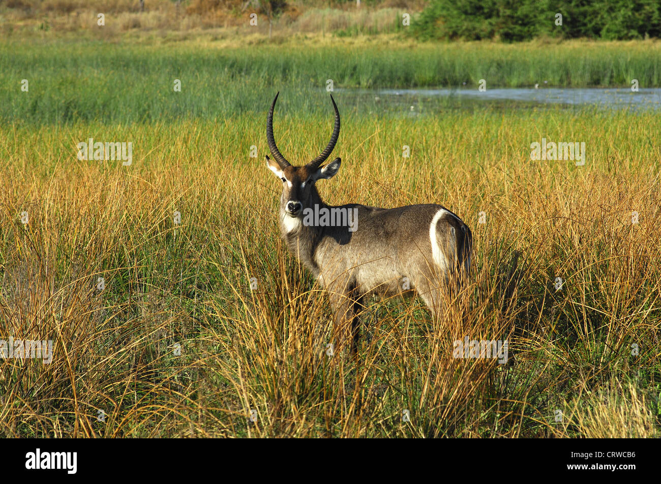 Male waterbuck hi-res stock photography and images - Alamy