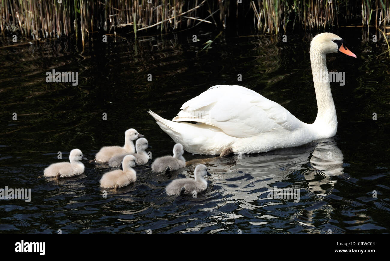 young family swan, mother and child's Stock Photo - Alamy