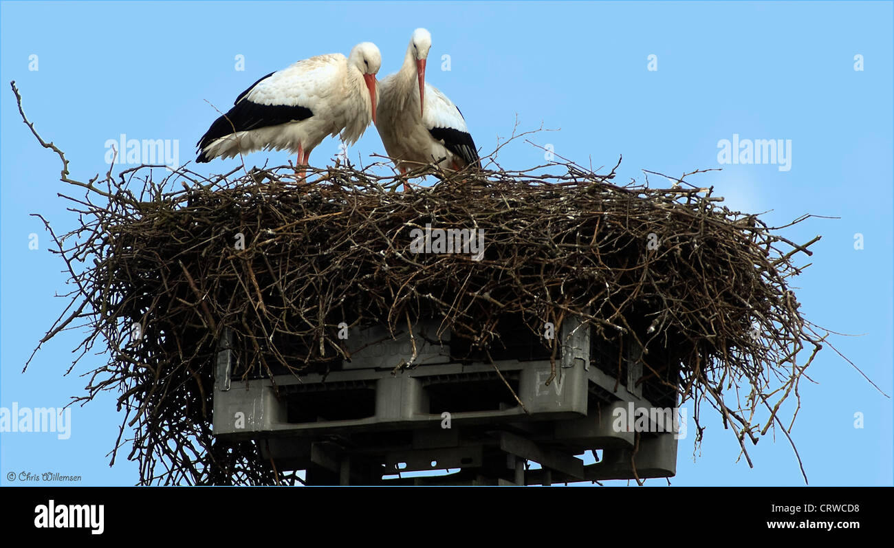Black and white nest hi-res stock photography and images - Alamy