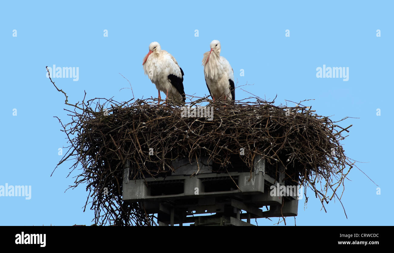 Stork bird birds netherlands holland hi-res stock photography and ...