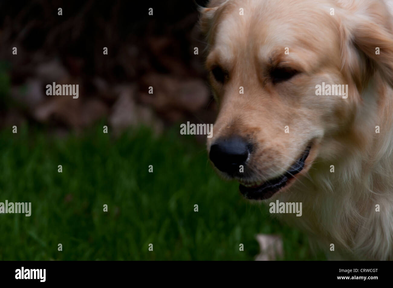 Portrait golden retriever outdoor hi-res stock photography and images ...