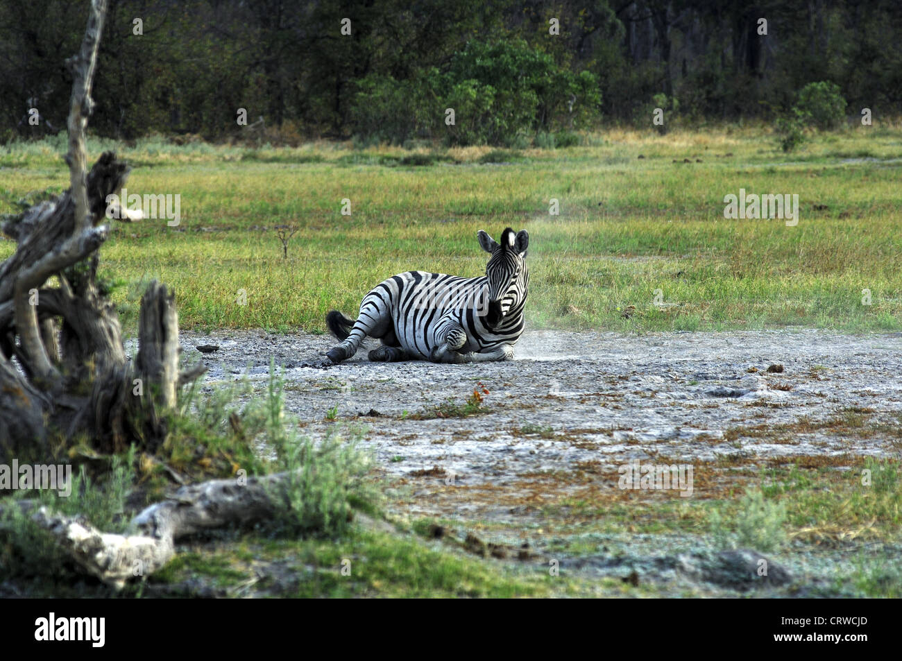 Male Plains Zebra taking a dust bath Stock Photo - Alamy