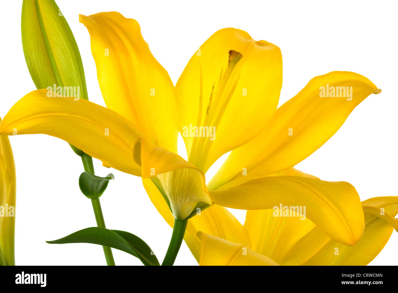 Beautiful yellow lily Stock Photo - Alamy