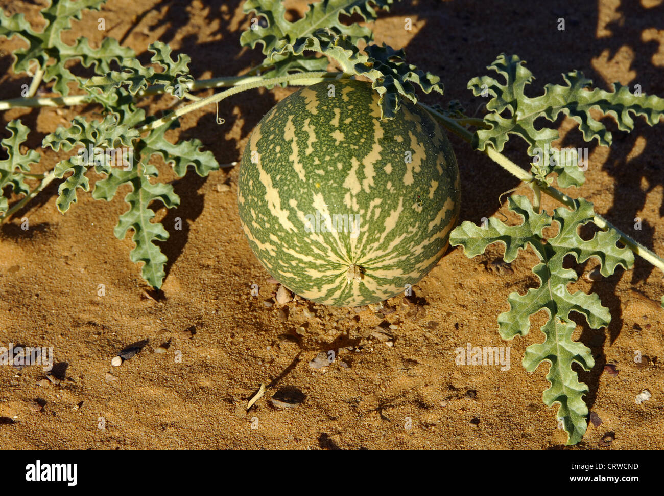 Colocynth, Bitter apple Stock Photo - Alamy