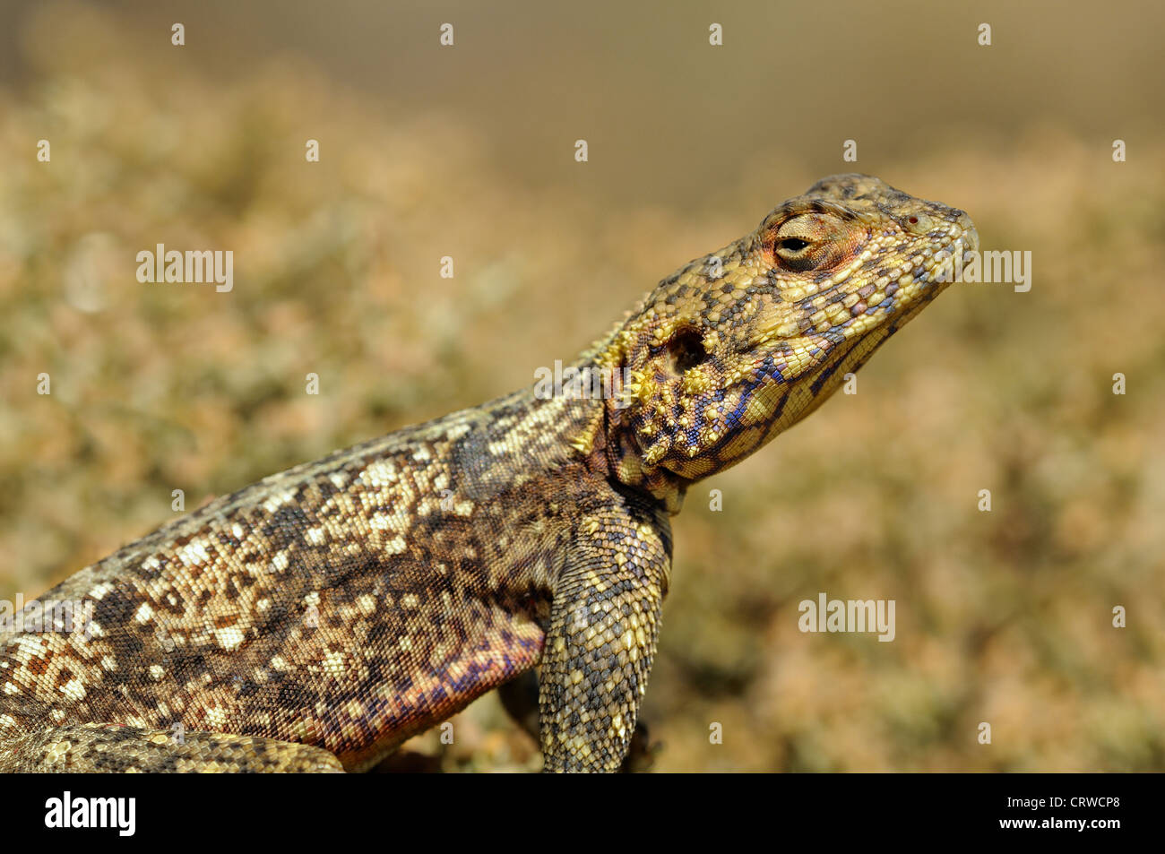 South african rock agama hi-res stock photography and images - Alamy
