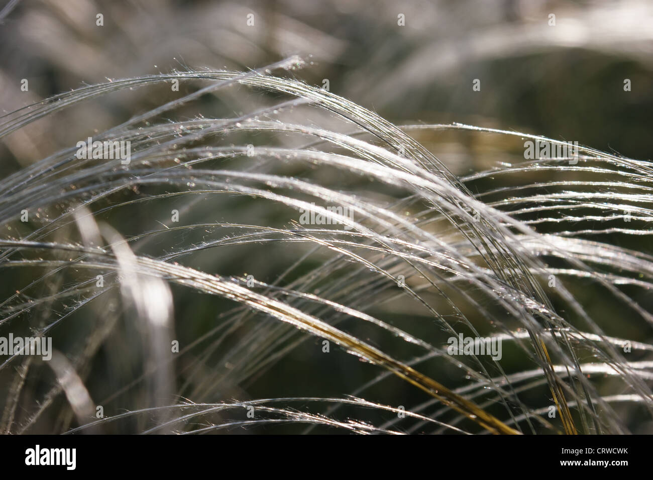 Grasses steppe hi-res stock photography and images - Alamy