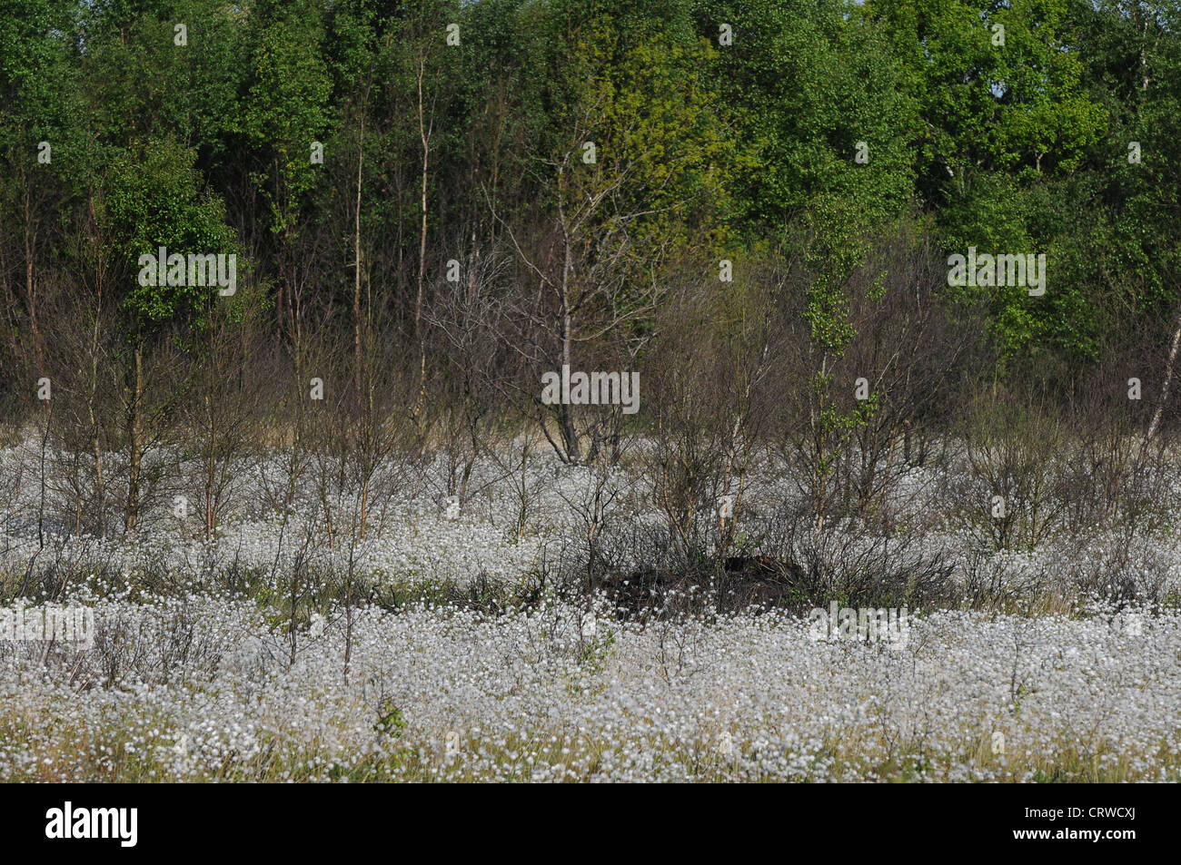 Bog Cotton growing in abundance on Emlagh Bog, Kells, County Meath ...