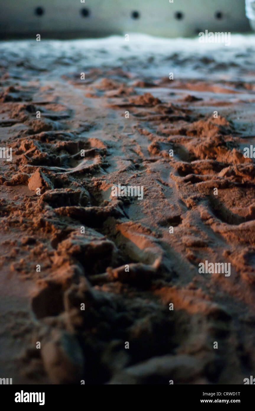 Green sea turtle tracks Stock Photo - Alamy