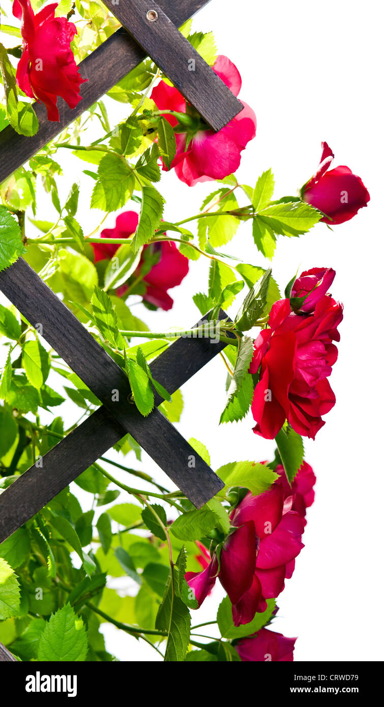 red rose bush on a white background Stock Photo - Alamy