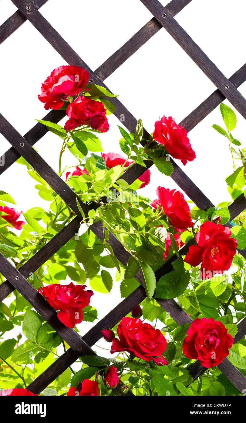 red rose bush on a white background Stock Photo - Alamy