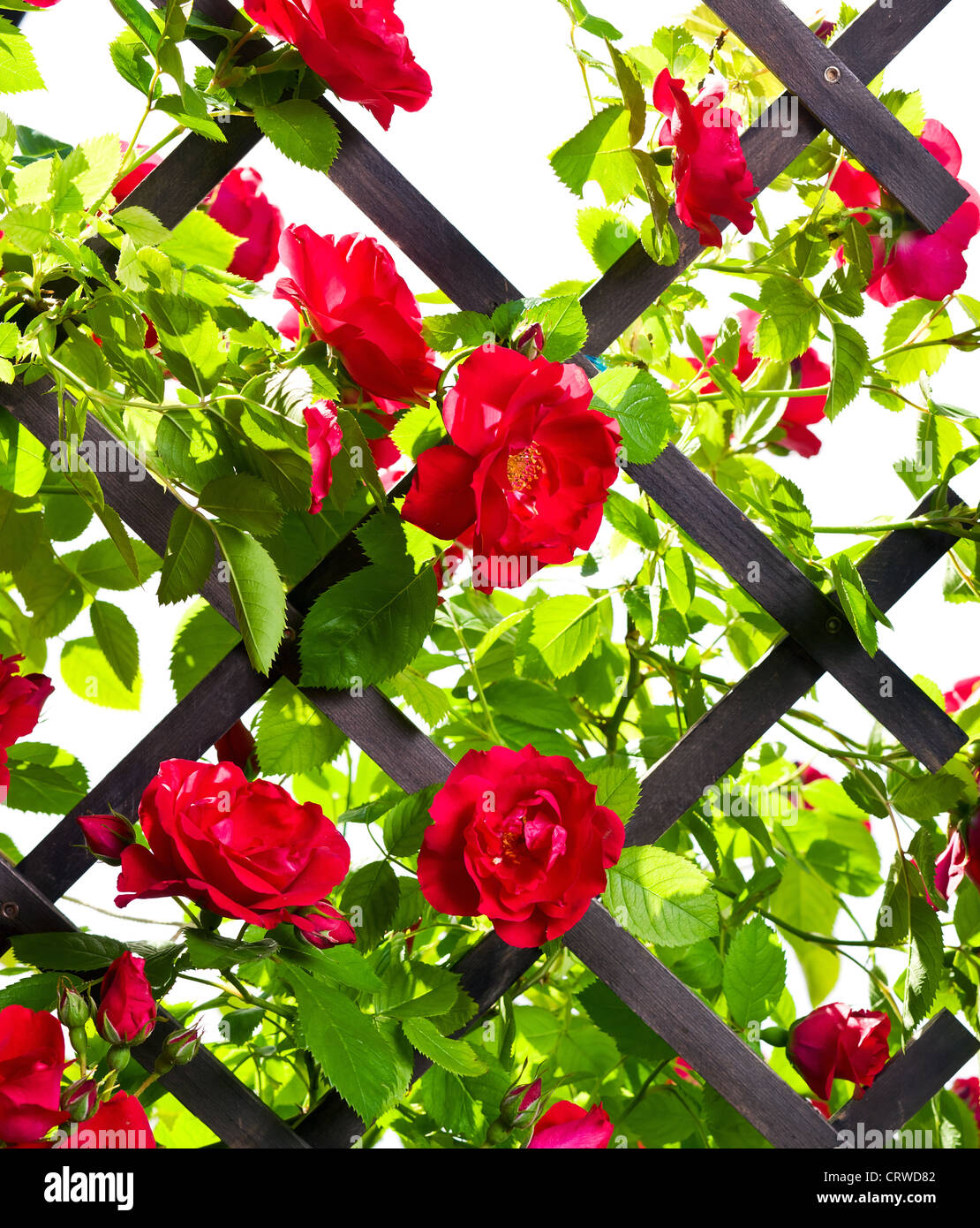 red rose bush on a white background Stock Photo - Alamy