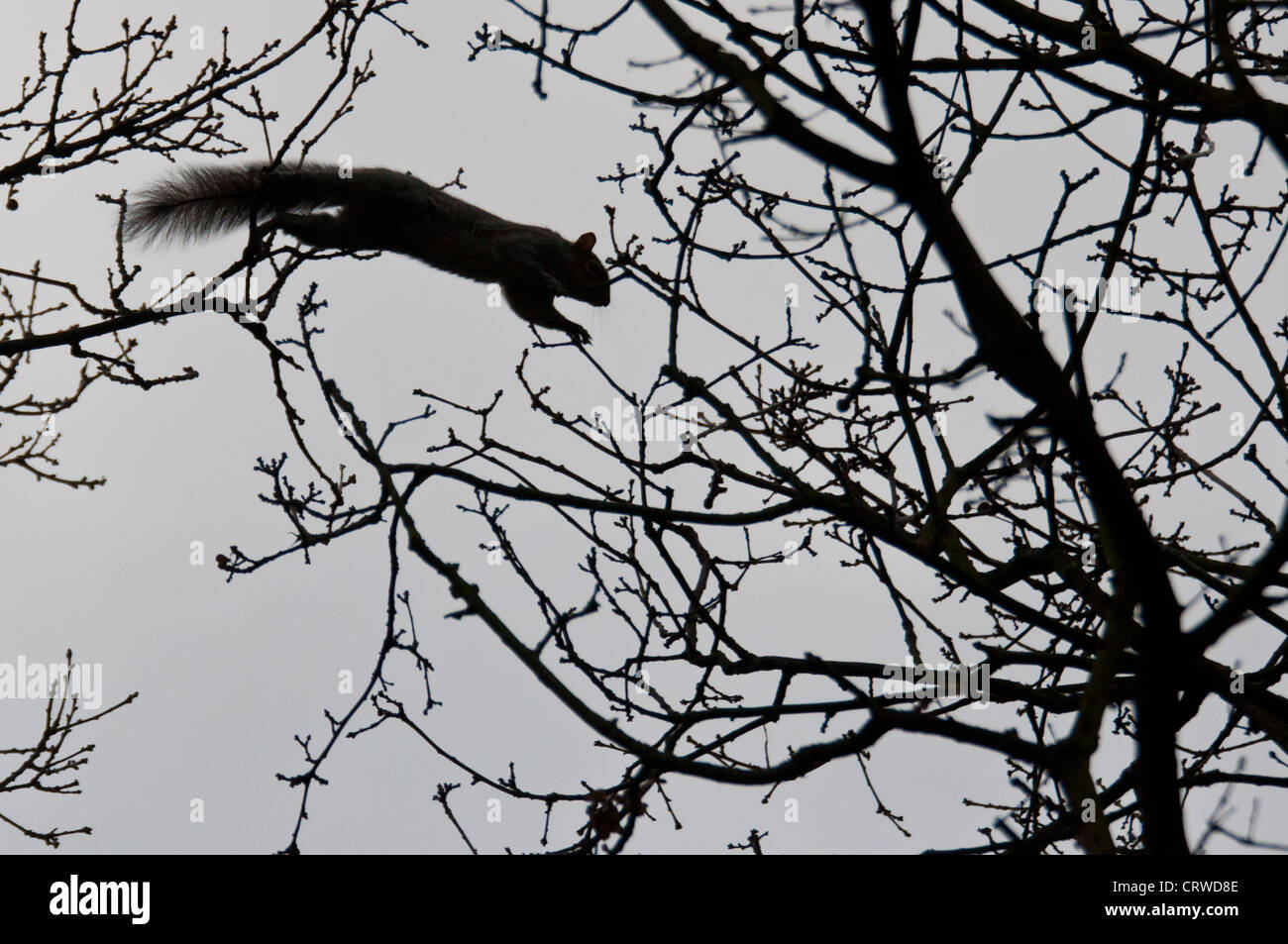 Grey squirrel (Sciurus carolinensis) leaping amongst branches, Barnes ...