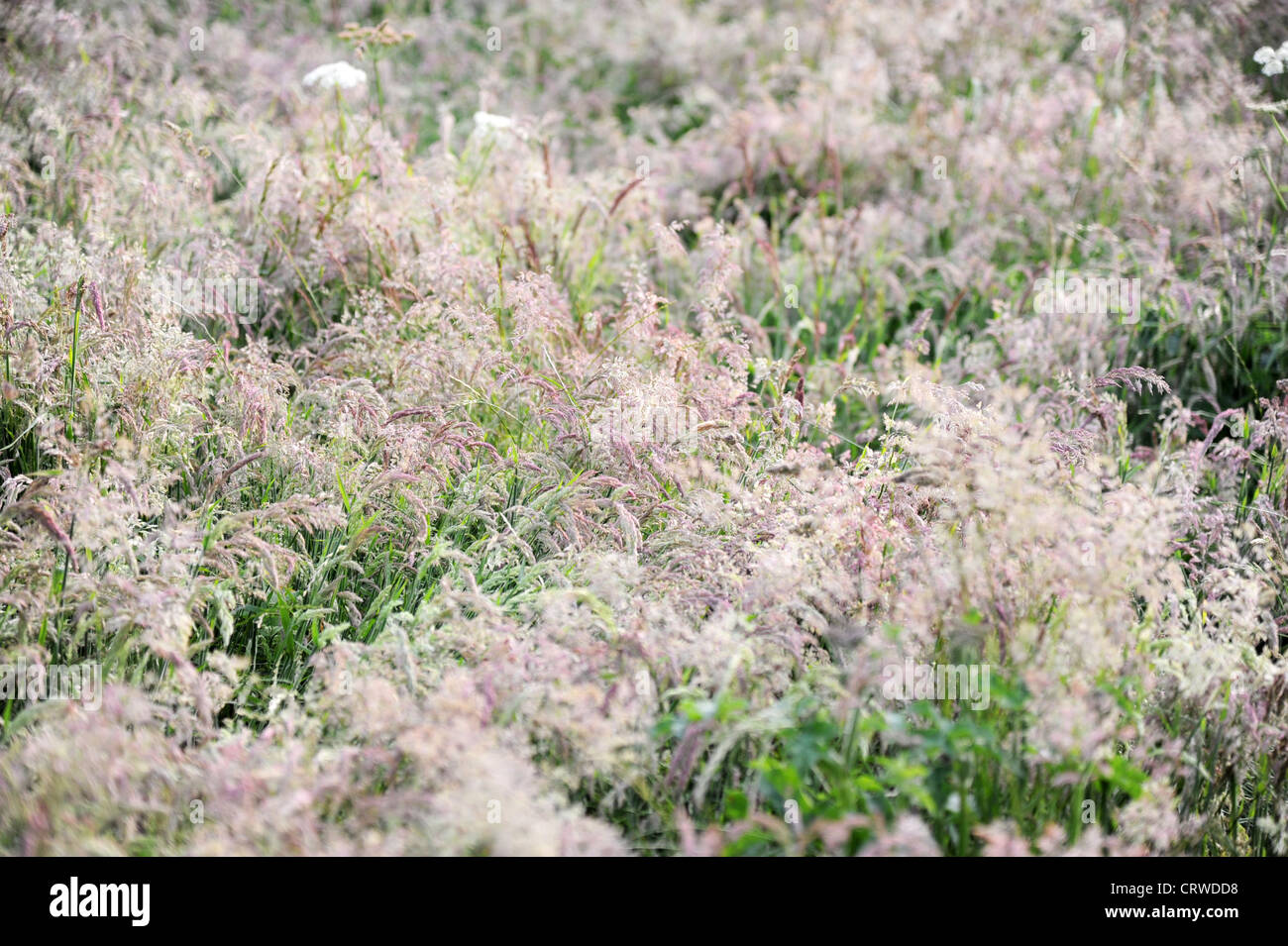 Grasses in flower Stock Photo - Alamy