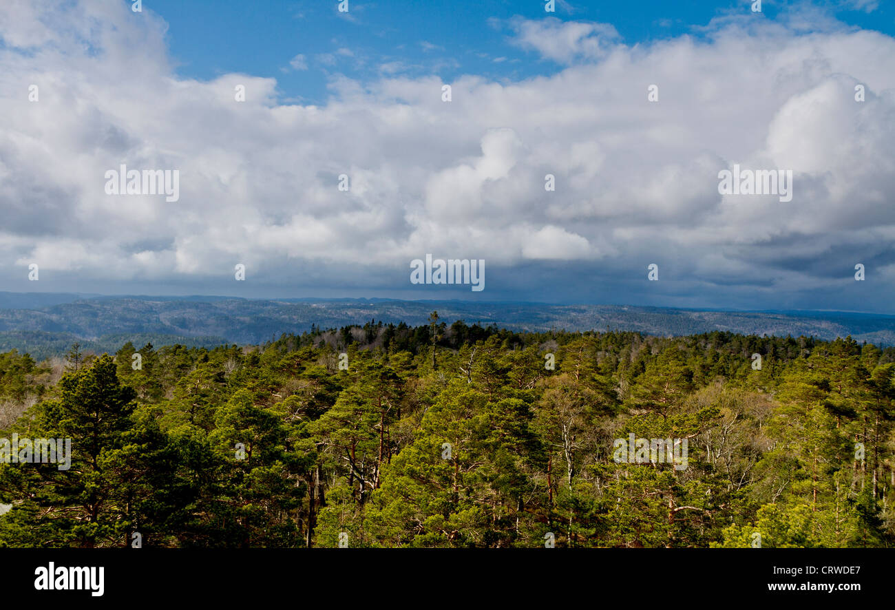 View over forest hi-res stock photography and images - Alamy