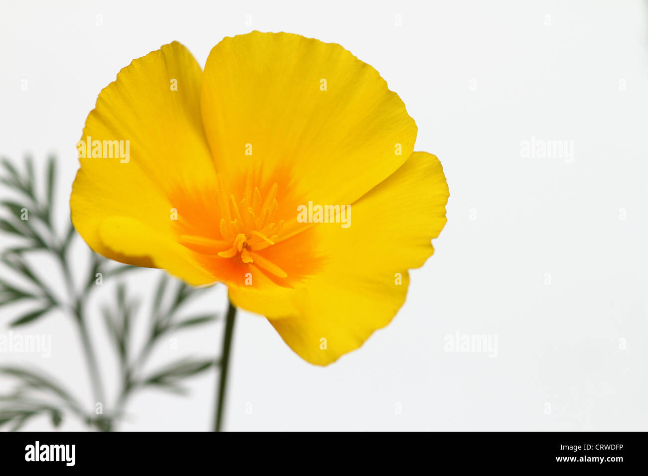 California poppy stamens hi-res stock photography and images - Alamy