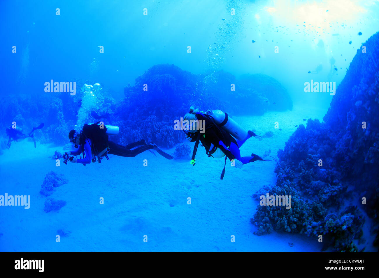 Diving in the Red Sea Stock Photo - Alamy