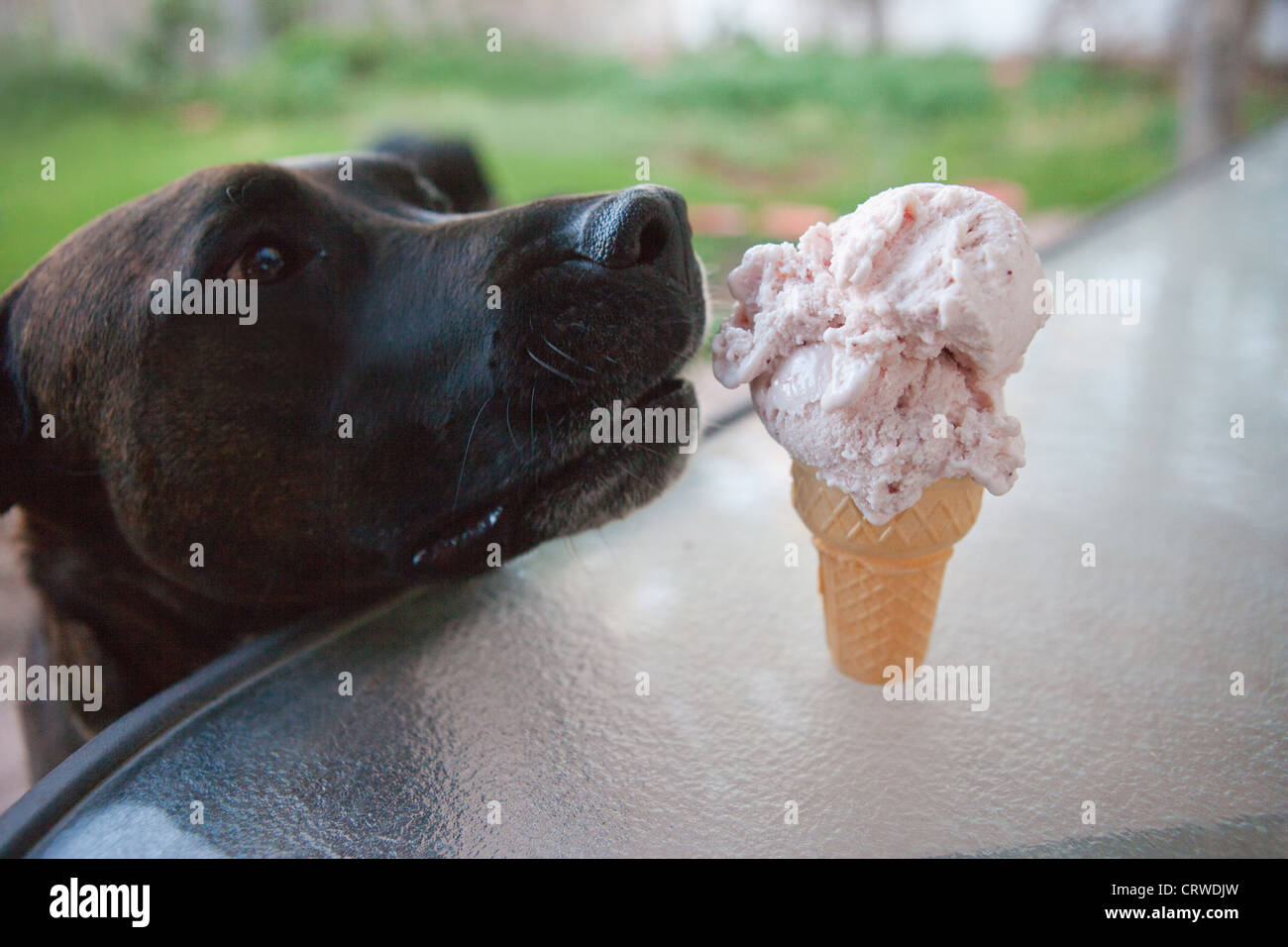 Dog ice cream hi-res stock photography and images - Alamy