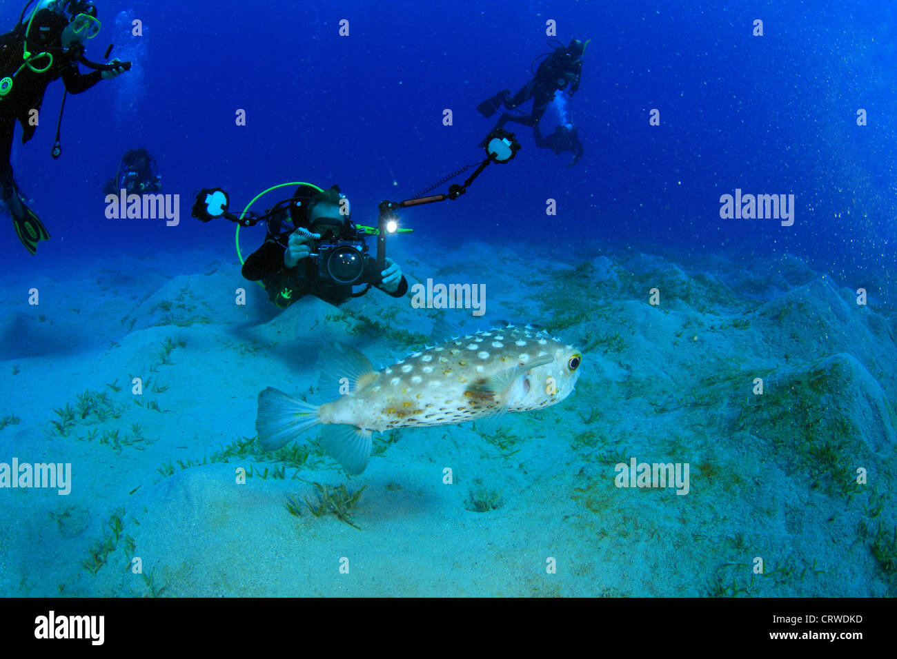 Diving in the Red Sea Stock Photo - Alamy