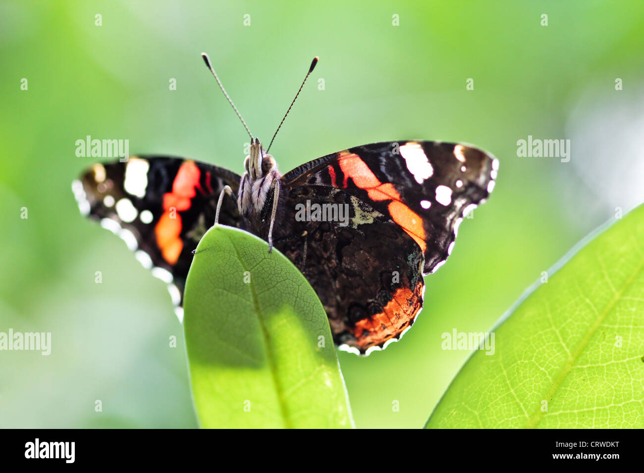Admiral photos hi-res stock photography and images - Alamy