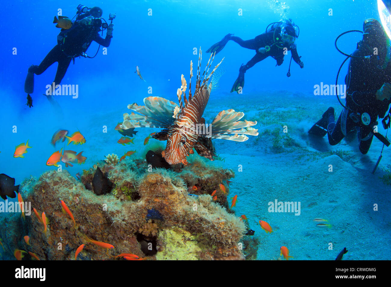 Diving in the Red Sea Stock Photo - Alamy