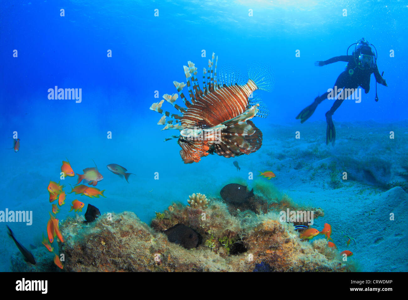 Diving in the Red Sea Stock Photo - Alamy